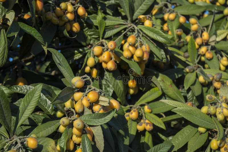 Loquat tree with fruits stock photo. Image of outdoor - 90751692