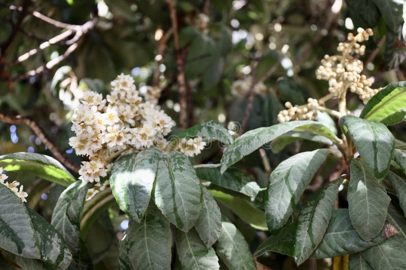 Loquat tree leaves. stock image. Image of growth, background - 352832935