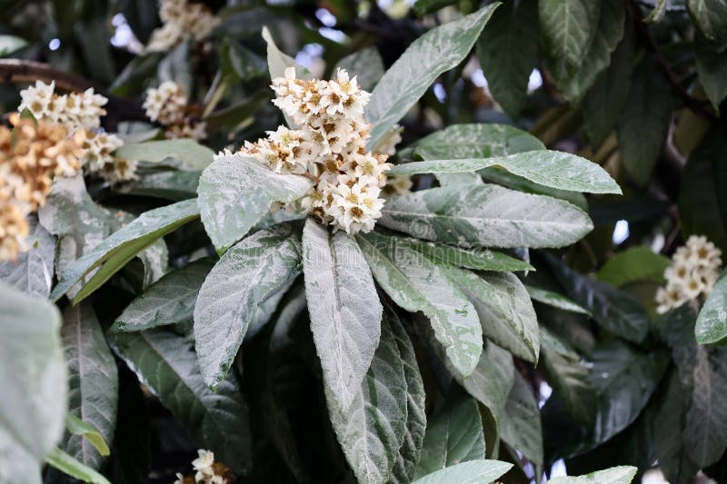 Loquat tree leaves. stock image. Image of flowering - 352833065