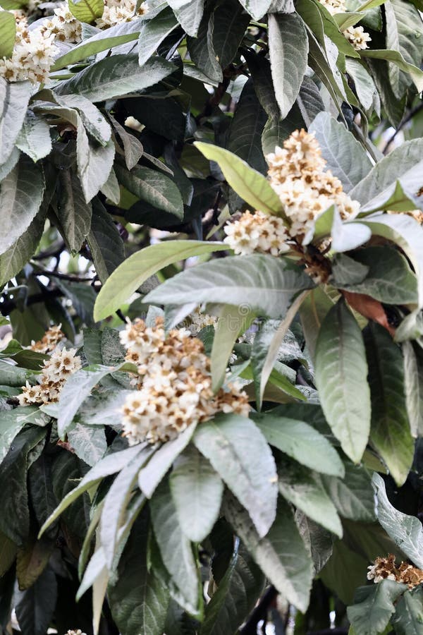 Loquat tree leaves. stock photo. Image of flowering - 352833164