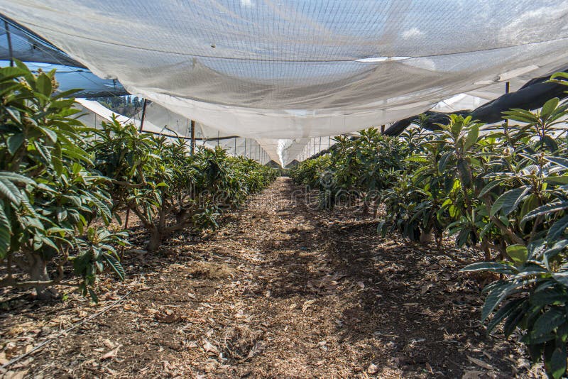 Loquat tree plantation stock image. Image of plant, loquat - 80551737