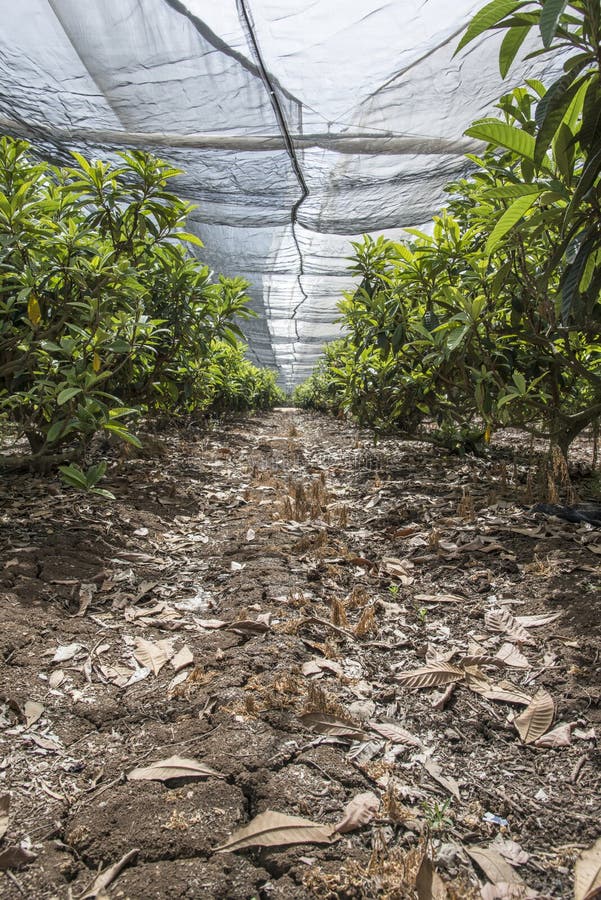 Loquat tree plantation stock image. Image of juicy, growth - 73791241