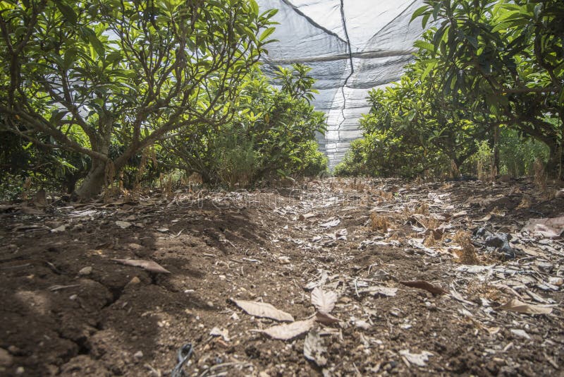 Loquat tree plantation stock photo. Image of greenhouse - 76728848