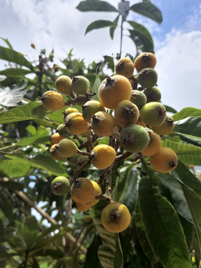 Loquat Tree Producing Fruit in the Garden. Stock Photo - Image of ...