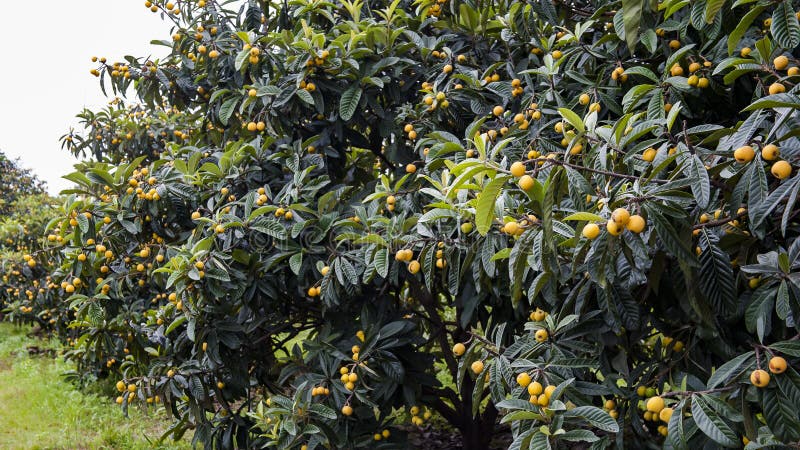Loquat Tree stock photo. Image of mediterranean, fresh - 71767878