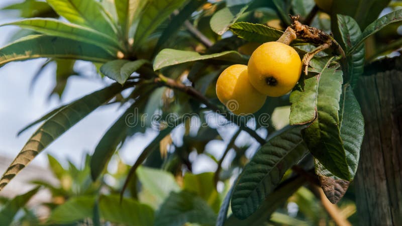 Loquat Tree stock photo. Image of nature, agriculture - 71768472