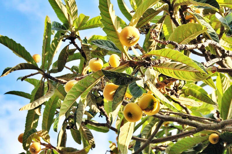 Loquat, Yellow Fruit on Tree, Loquat Fruit Stock Image - Image of fruit, deciduous: 385966071