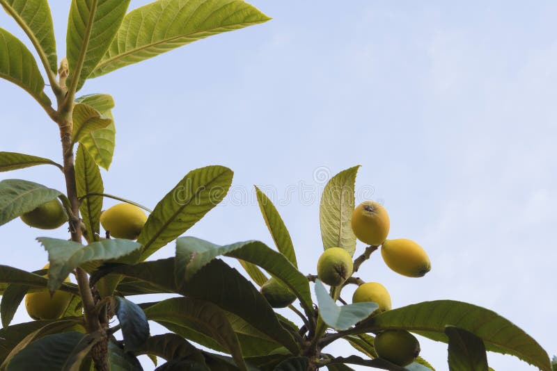 Loquats or Japanese Medlars are Growing on Tree Stock Image - Image of ...