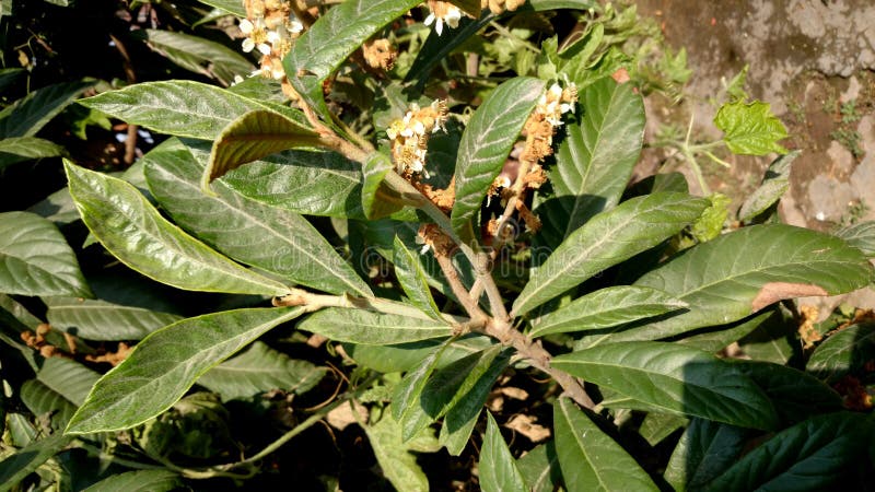 Loquot, Japanse mispel stock afbeelding. Image of vruchten - 36691739