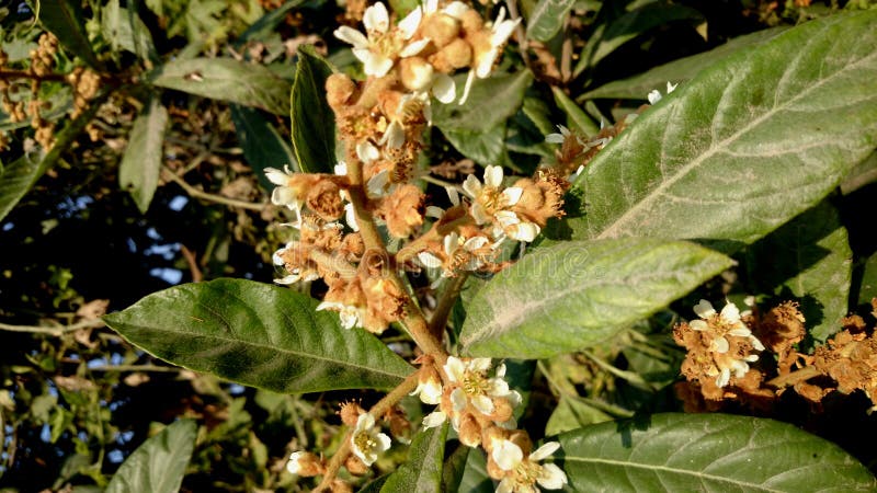 Loquat, japansk mispel arkivfoto. Bild av blommor, undersida - 36692070