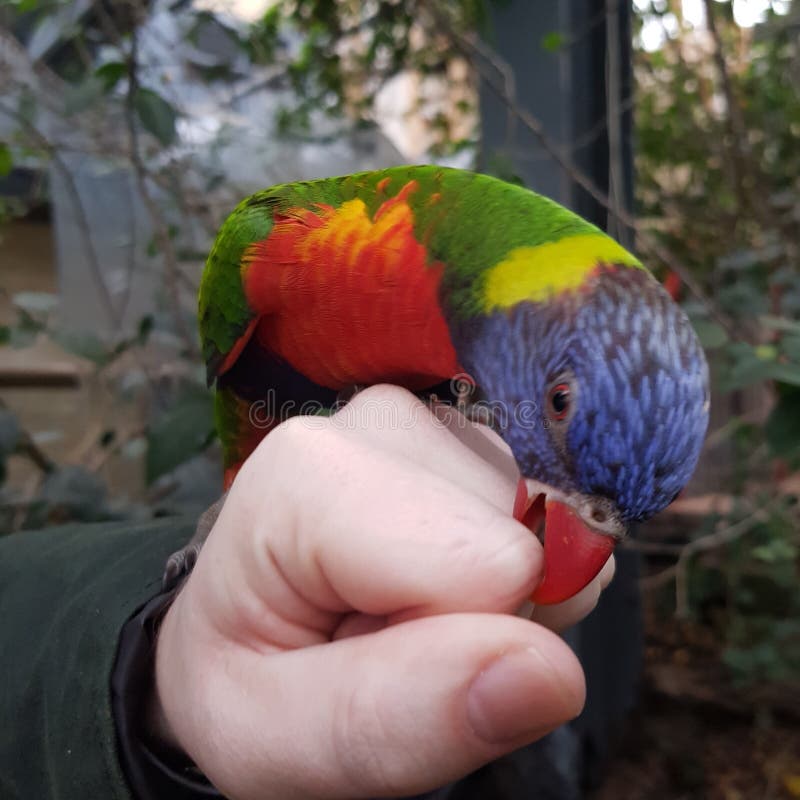 Lorakeet parakeet bite stock image. Image of hand, parakeet - 108412371