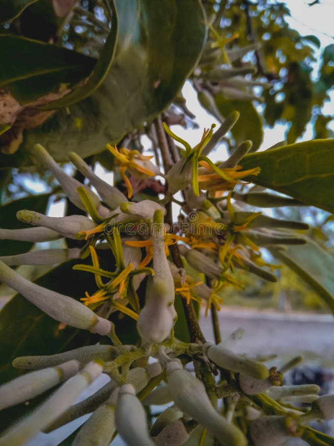 Loranthaceae, a Type of Fern that Damages the Development of Trees ...