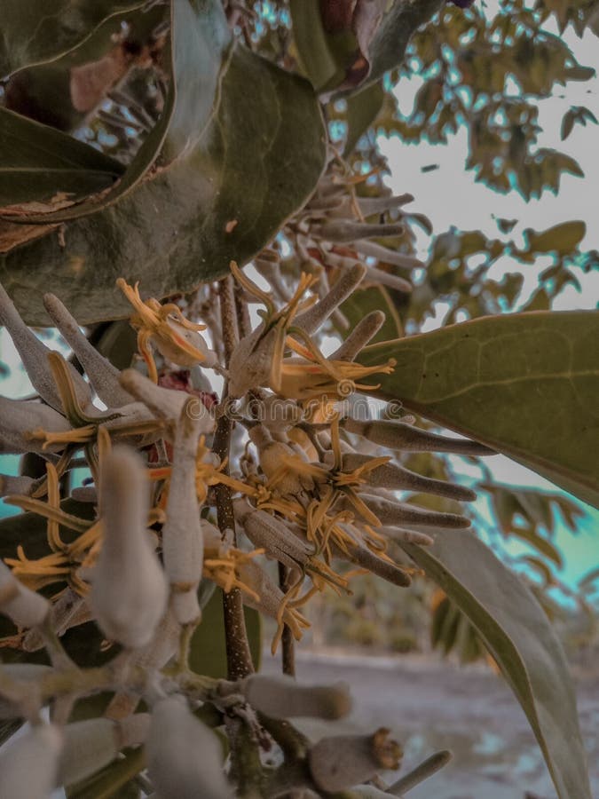 Loranthaceae, a Type of Fern that Damages the Development of Trees ...