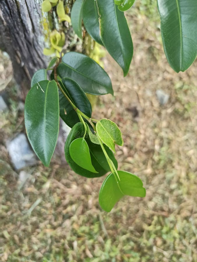 Loranthus Sur Le Cupressus Sempervirens Photo stock - Image du ...
