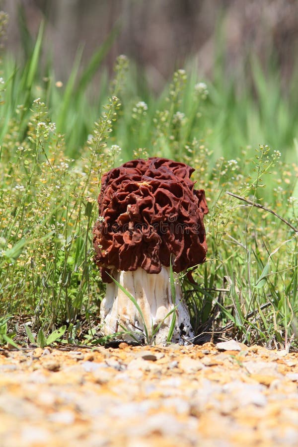 Lorchel stockfoto. Bild von pilze, holz, nave, wald, pilz - 38483754