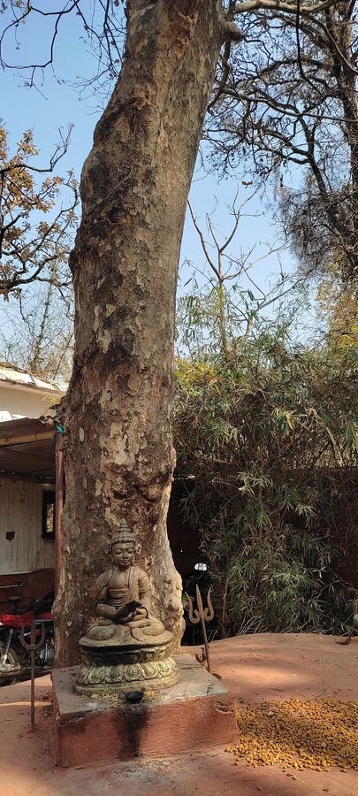 Lord Buddha Idol Under Tree Stock Image - Image of rock, leaf: 245349761