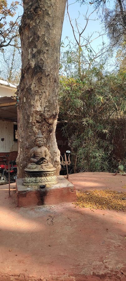 Lord Buddha Idol Under Tree Stock Image - Image of shrine, plant: 245349843
