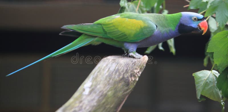 Lord Derbys Paraket of Psittacula Derbiana Ook Bekend Als Derbyan ...