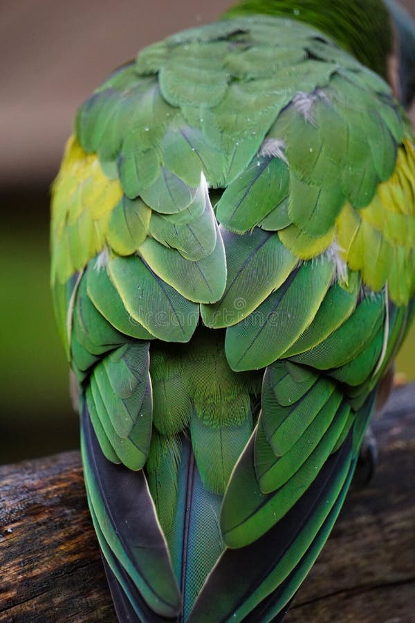 Lord Derby Parakeet Feathers Closeup Stock Photo - Image of wild ...