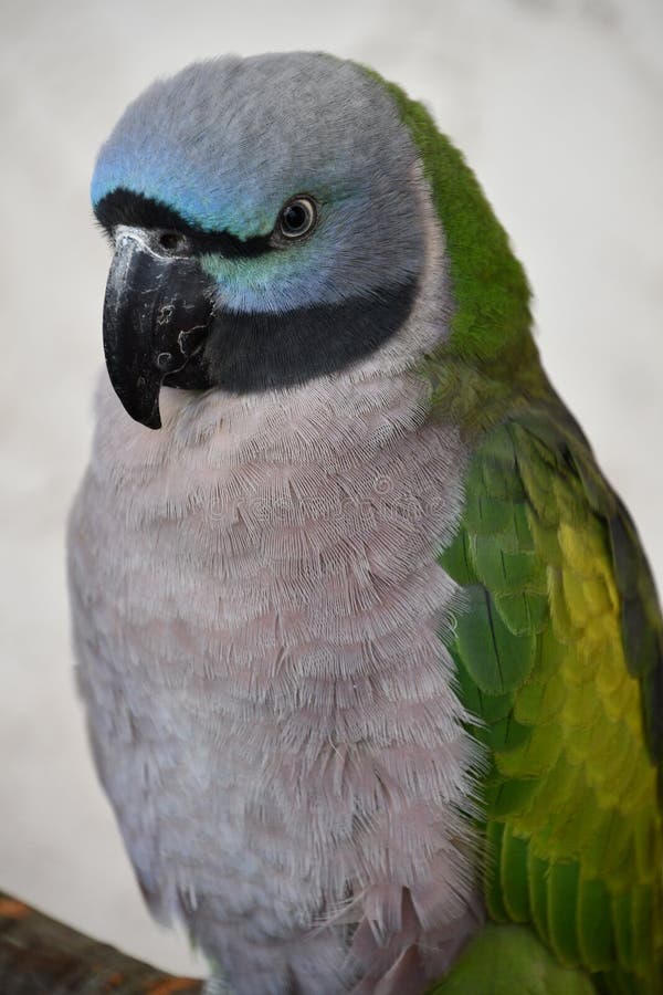 A Lord Derbys Parakeet stock image. Image of lord, parakeet - 291455299