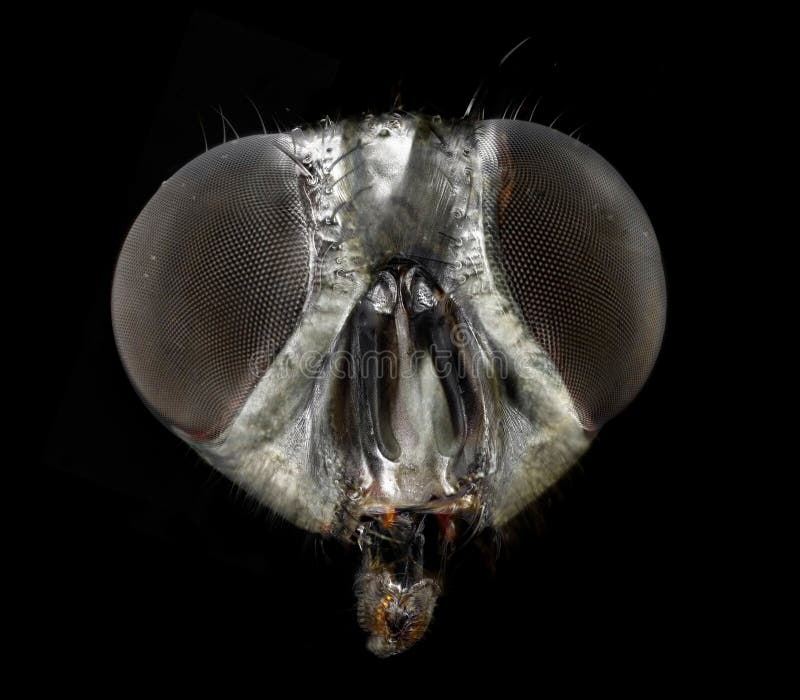 Insect Electron Microscopy Stock Photos - Free & Royalty-Free Stock ...