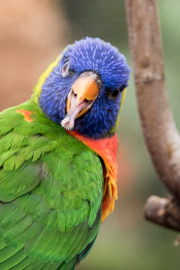 Lori stock image. Image of stand, lori, tongue, relaxed - 65855411