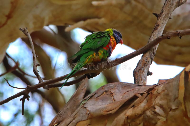 Loriini Bird Perched on a Sun-drenched, Tree Branch, Its Vibrant ...