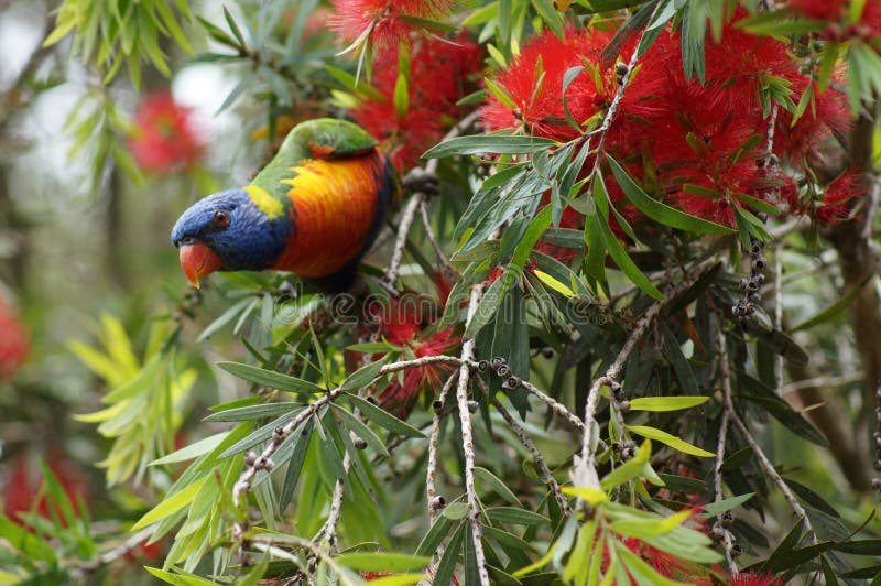 A Loriini Bird Sitting in the Branches of Some Trees Stock Image ...