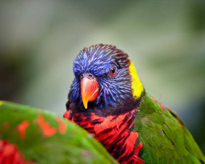 Lorikeet stock image. Image of wings, beak, nature, colorful - 19196359