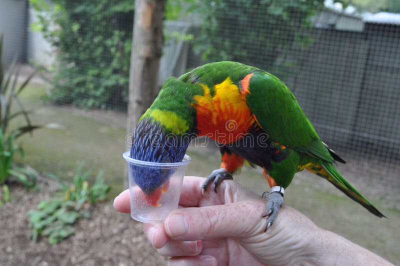 Lorikeet Drinking Nectar from a Plastic Cup while on a Hand Stock Photo ...