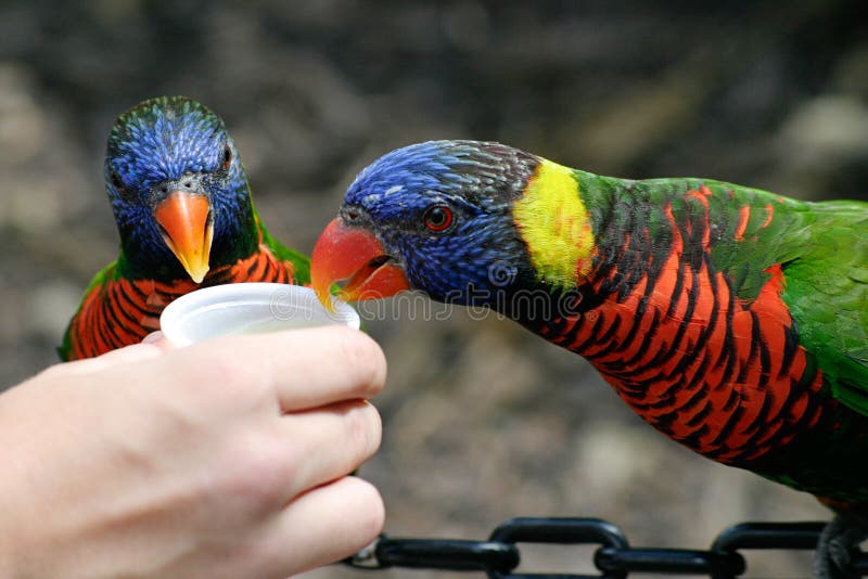 Man Feeding Wild Australian Rainbow Lorikeets Stock Photo - Image of ...