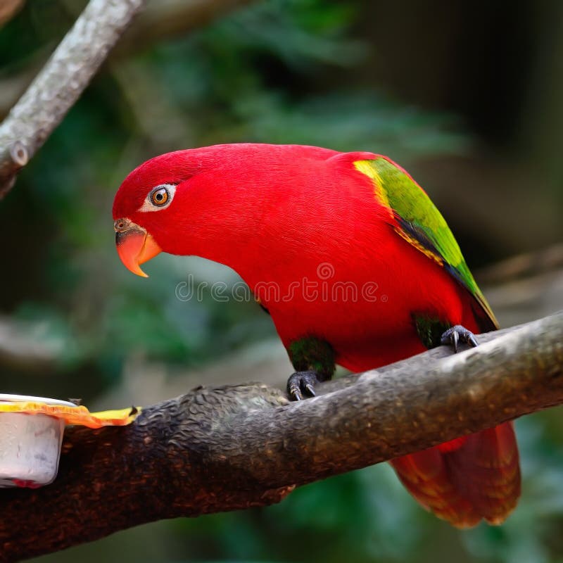 Red Lorikeet stock image. Image of looking, beautiful - 32498301