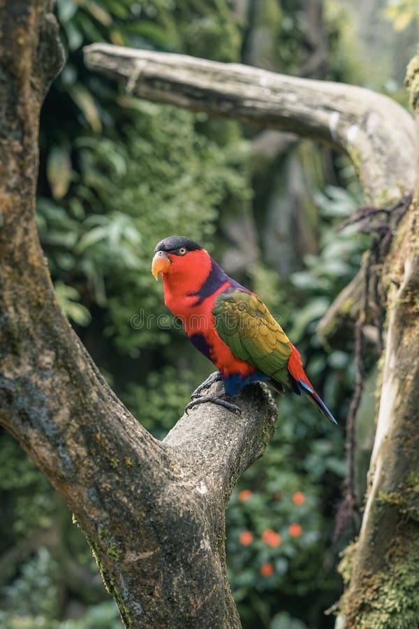 Lorious Lory in the jungle stock image. Image of lory - 278031115