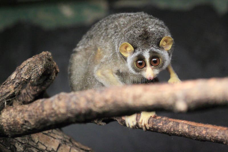 Loris Lentos Enanos (pygmaeus Del Nycticebus) Foto de archivo - Imagen ...