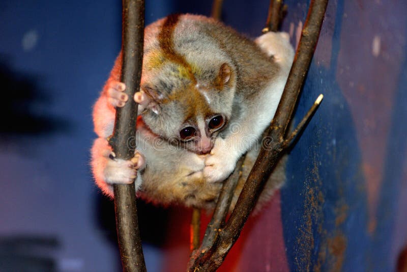 Mono lento de los loris imagen de archivo. Imagen de fauna - 21767671