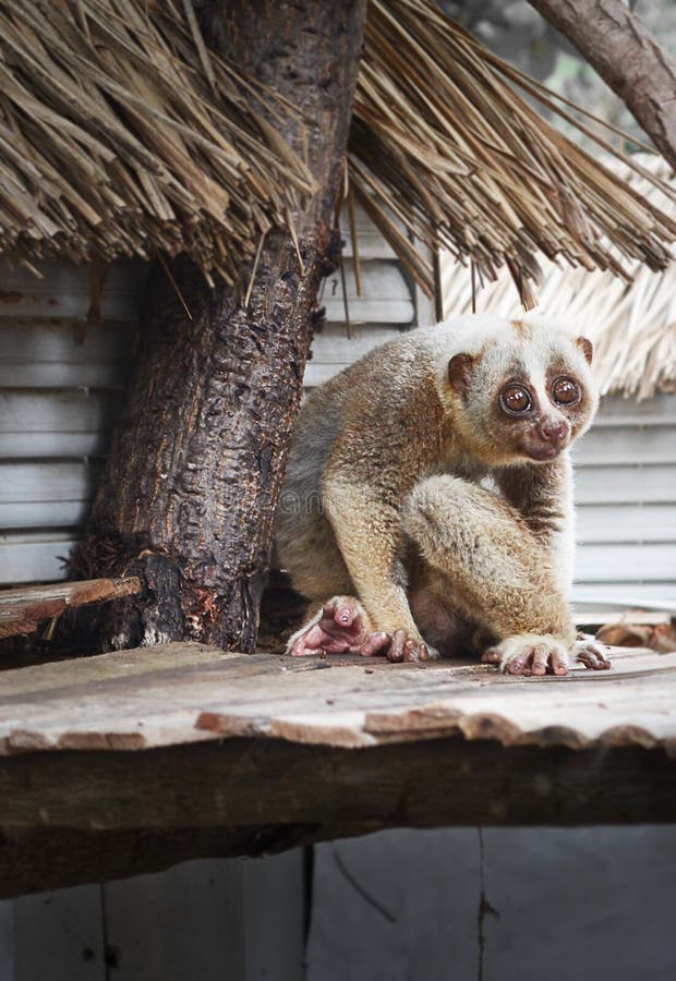 Slow loris monkey stock image. Image of wildlife, animal - 21767671
