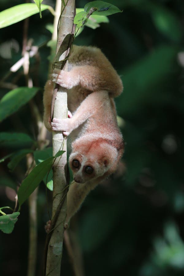 Slow loris stock image. Image of fauna, flora, snout - 100850593