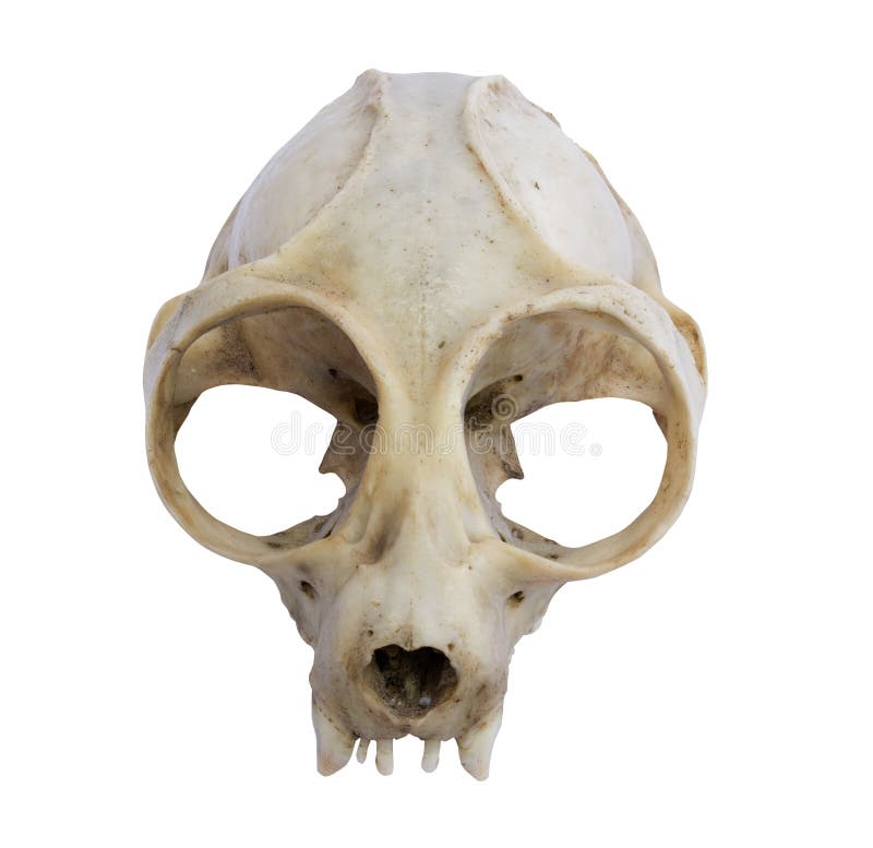 Loris Skull stock image. Image of scary, halloween, animal - 42566237