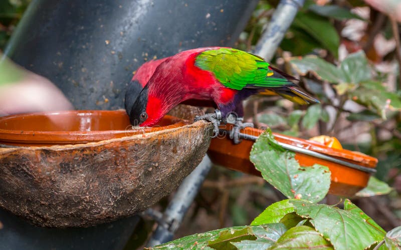Lorius Hypoinochrous stock image. Image of wings, indigenous - 42134739