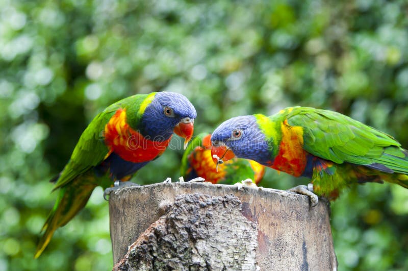 Lorius Lory stock image. Image of wildlife, color, animal - 26128737