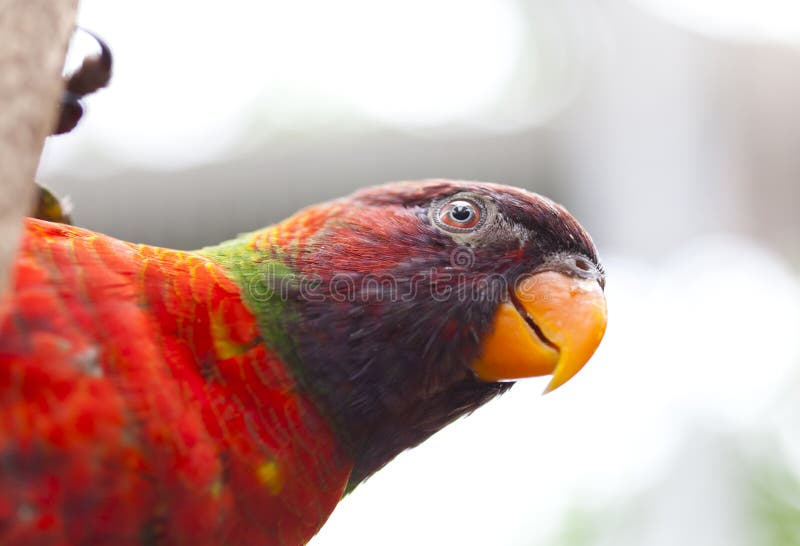 Lorius Lory stock photo. Image of feather, lorius, wild - 26128770