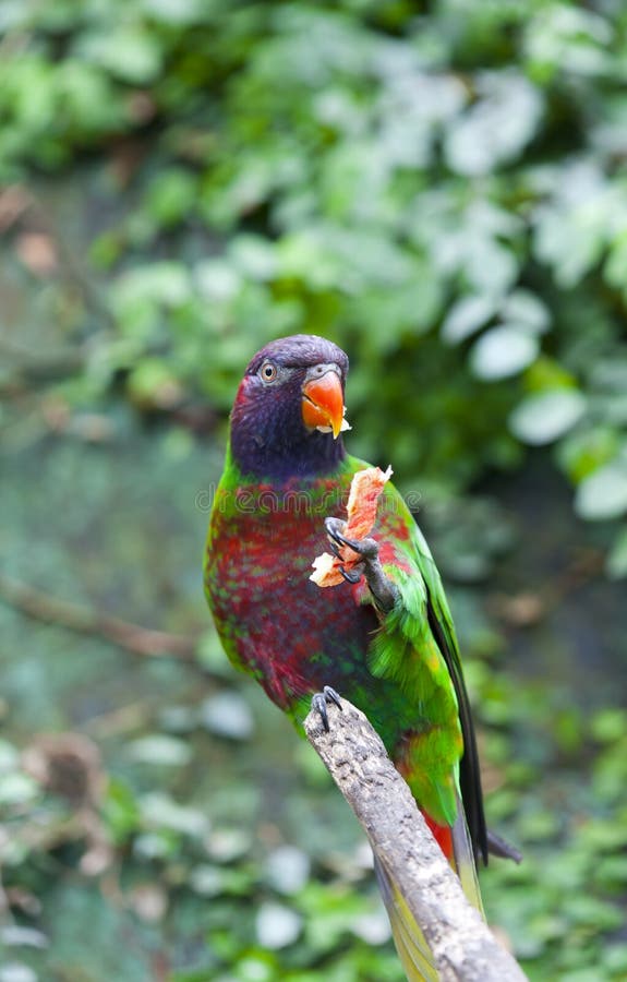 Lorius Lory stock image. Image of oviparous, animal, tropical - 26157605