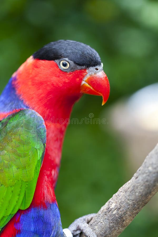 Lorius Lory stock image. Image of parrot, wildlife, color - 26157647