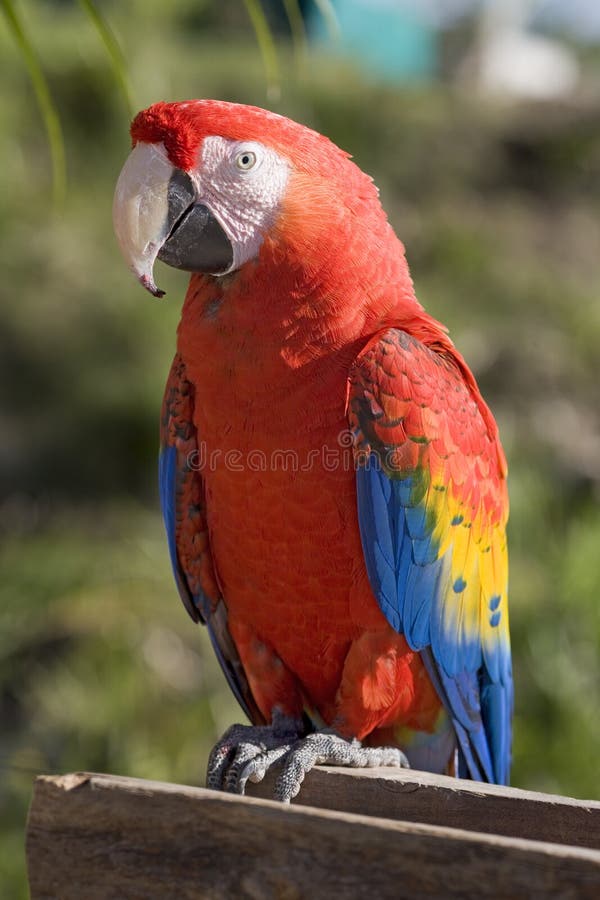 Loro imagen de archivo. Imagen de habitat, loro, colores - 1012279