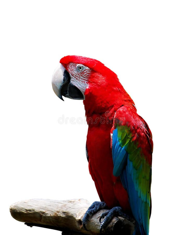 Loro foto de archivo. Imagen de malasia, loro, retrato - 1285242