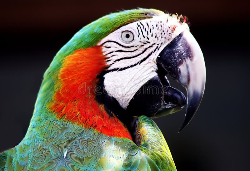 Loro foto de archivo. Imagen de hermoso, cierre, pista - 142162