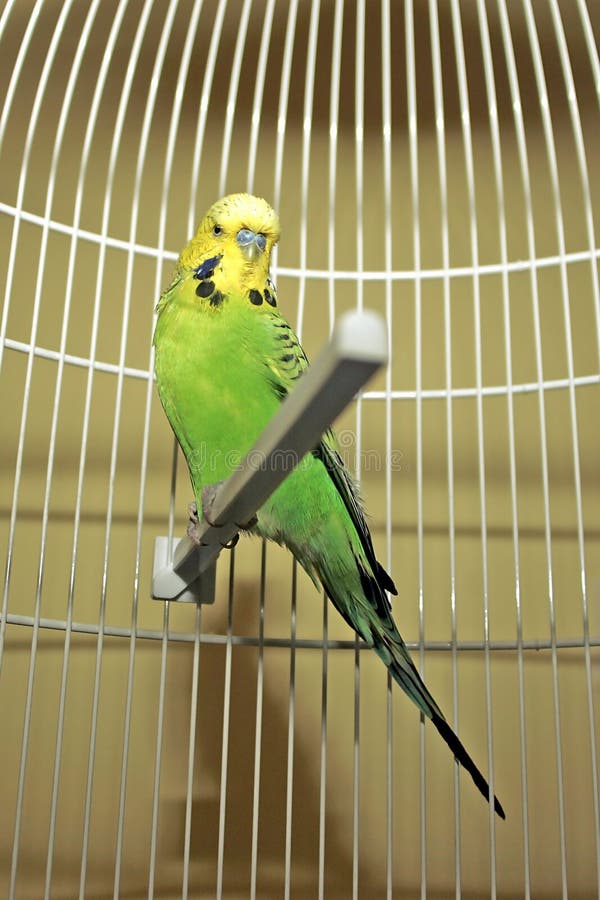 118,074 Loro Triste Fotos de stock - Fotos libres de regalías de Dreamstime