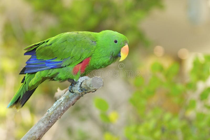 El Loro Verde Que Come La Papaya Imagen de archivo - Imagen de animales ...