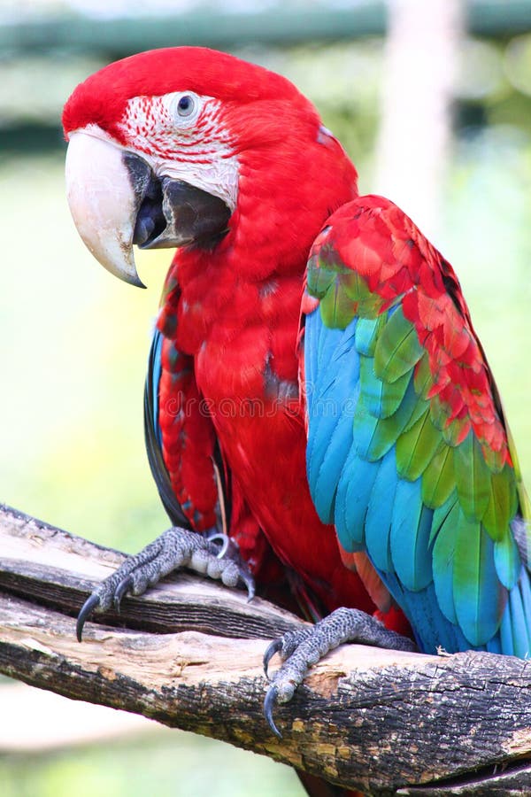 Loro imagen de archivo. Imagen de hojas, pluma, méxico - 19517263