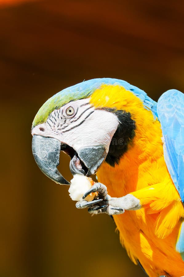 Loro de color foto de archivo. Imagen de unido, arena - 199587888